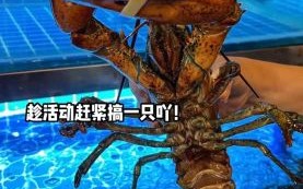 波士顿龙虾多少钱一斤2021_2021波士顿龙虾价格走势