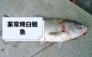 大白鲢鱼怎么做好吃_大白鲢鱼的家常做法