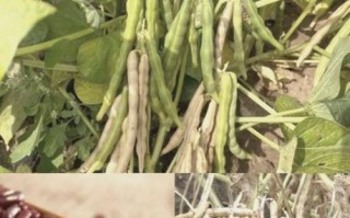 野生赤小豆长什么样_野生赤小豆与赤小豆区别