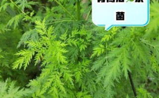 青蒿的功效与作用有哪些_青蒿主治什么病