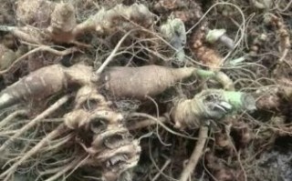 野生三七长什么样_野生三七图片大全大图