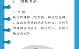 桂鱼和鲑鱼的区别_哪个更好吃