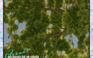 榆树寓意是什么_榆树象征什么