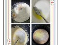 电饭锅做蛋糕怎么做_电饭锅蛋糕失败原因