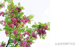 红槐花和白槐花能一起吃吗_区别与食用安全