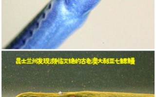 七鳃鳗吃人图片是真的吗_七鳃鳗攻击人类有多恐怖