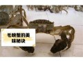 毛蟹的毛怎么处理_毛蟹清洗去毛技巧