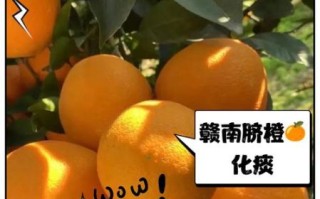 脐橙的功效与作用禁忌_吃脐橙会上火吗