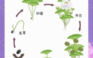 莲藕的功效与作用_莲藕的营养价值有哪些 莲藕的功效与作用_莲藕的营养价值有哪些