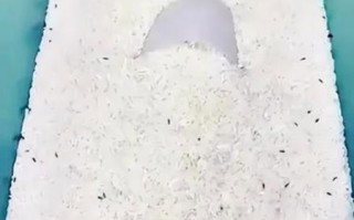 米面怎么保存不长虫_米面生虫还能吃吗