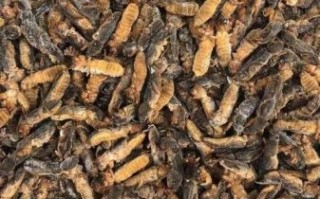 蝼蛄多少钱一斤_蝼蛄价格行情