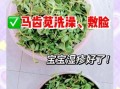 马齿苋治疗皮肤病有效吗_马齿苋怎么用治湿疹
