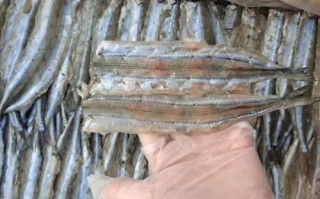 马步鱼为什么这么贵_马步鱼多少钱一斤