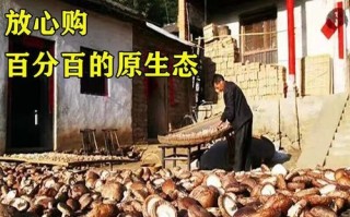 香菇怎么烤成零食干_香菇干怎么做才脆