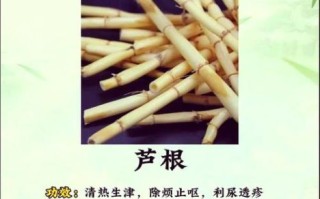 芦根的功效与作用是什么_芦根泡水喝的禁忌