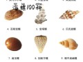 海螺种类大全_如何区分常见海螺