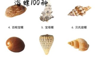 海螺种类大全_如何区分常见海螺