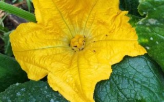 南瓜花是雄花还是雌花_如何一眼区分