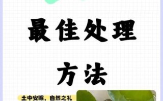 乌龟死在家里是吉是凶_风水与科学解释