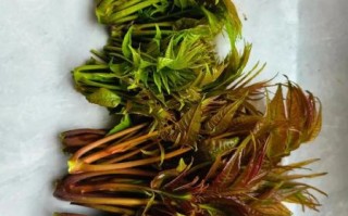 香椿头怎么做好吃_香椿头几月份采摘最好