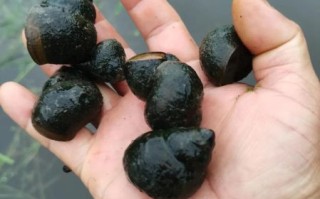 田螺种苗批发价格_田螺种苗哪里买