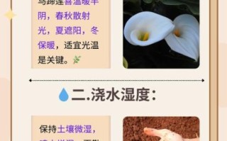 马蹄莲的养殖方法和注意事项_马蹄莲怎么养才开花