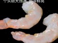 阿根廷红虾仁怎么选_阿根廷红虾仁多少钱一斤