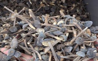 黑皮鸡枞菌多少钱一斤_黑皮鸡枞菌价格行情