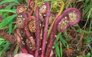 野生蕨菜图片大全_如何辨别可食用品种