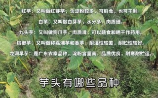 芋头种类有哪些_芋头怎么挑选