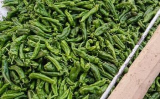 全国最大的蔬菜批发网在哪_怎么找一手货源