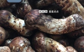 鲜松茸怎么清洗_鲜松茸炖汤做法