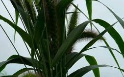 良莠不齐是什么意思_如何辨别良莠不齐