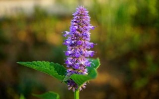 藿香图片大全高清图片_藿香长什么样 藿香图片大全高清图片_藿香长什么样