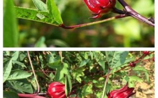 玫瑰茄多少钱一斤_玫瑰茄价格受哪些因素影响