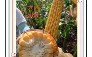 玉米品种哪个好_玉米品种排名第一