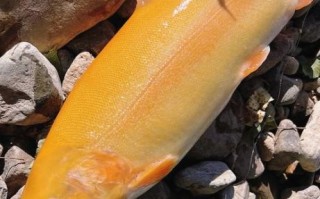 金鳟鱼的鱼鳞怎么处理_金鳟鱼鳞怎么刮干净