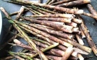 竹笋尖怎么做好吃_竹笋尖的家常做法大全