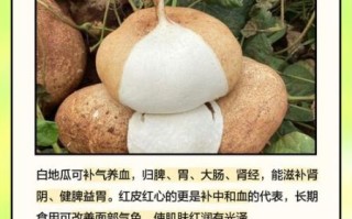 白瓜图片的功效与作用_白瓜怎么吃最养生
