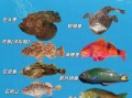 海洋鱼类大全名称图片_如何快速识别常见海鱼