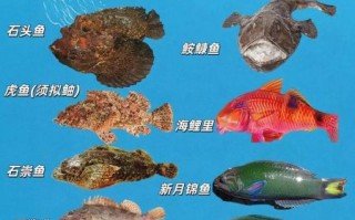 海洋鱼类大全名称图片_如何快速识别常见海鱼