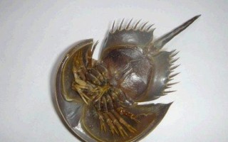 鲎虫图片_鲎虫长什么样