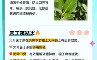 苦丁茶能降血压吗_苦丁茶适合什么人喝