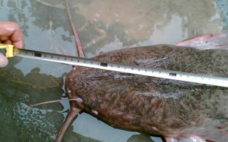 塘鲺鱼为什么不能吃_塘鲺鱼有毒吗