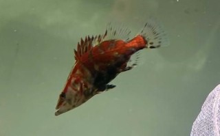 鳜鱼多少钱一斤_鳜鱼价格行情最新价