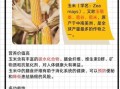 甜玉米是转基因的吗_甜玉米和转基因区别
