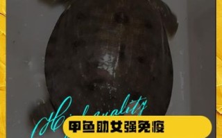 女人吃甲鱼有什么好处_女人吃甲鱼能补气血吗