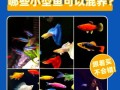 剑尾鱼怎么养_剑尾鱼能和什么鱼混养