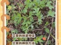 艾叶哪些人不能用_孕妇能闻艾叶味吗