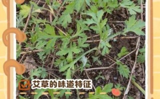 艾叶哪些人不能用_孕妇能闻艾叶味吗